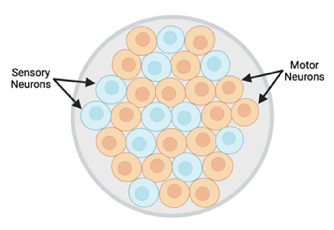 Adeno-Associated Viruses – Weir Biomechatronics Development Laboratory